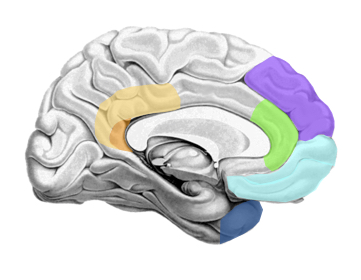 Social Brain Lab: Indiana University Bloomington